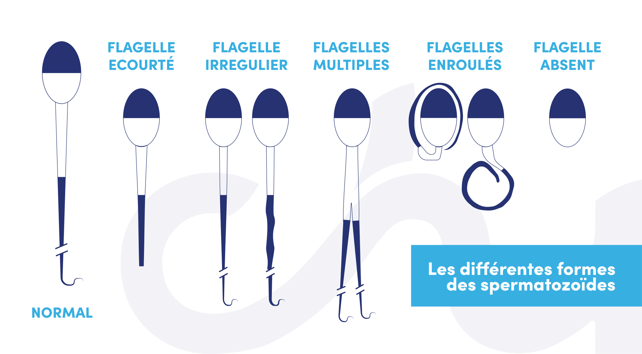 Spermogramme / Spermoculture | CHU clermont-ferrand